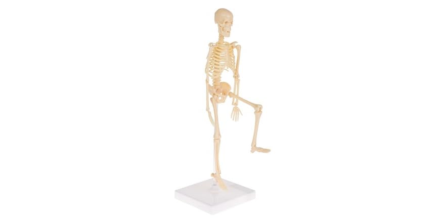 Human Skeleton Model Kit
