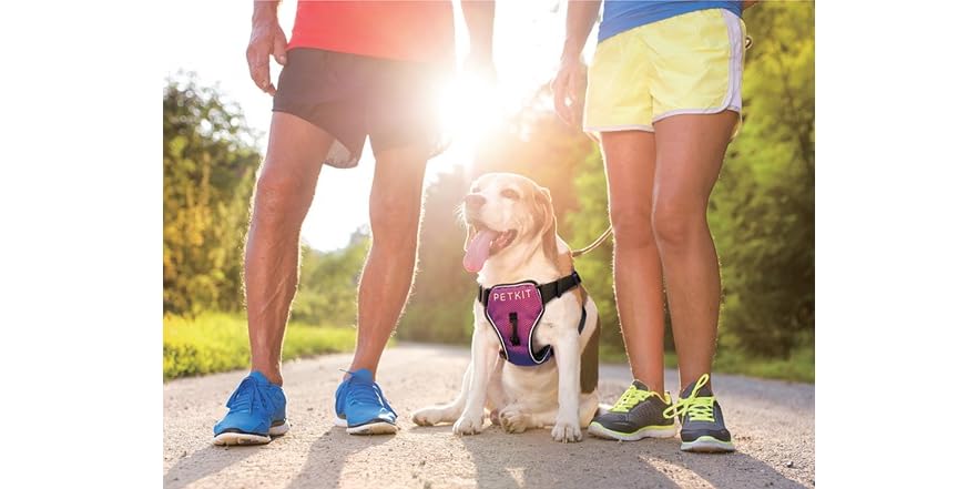 Cushioned Chest Compression Dog Harness