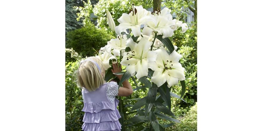 Giant Tree Lily Flower Bulbs