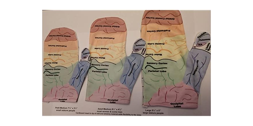 Handy Brain Model B-1.2 (Adult Medium)