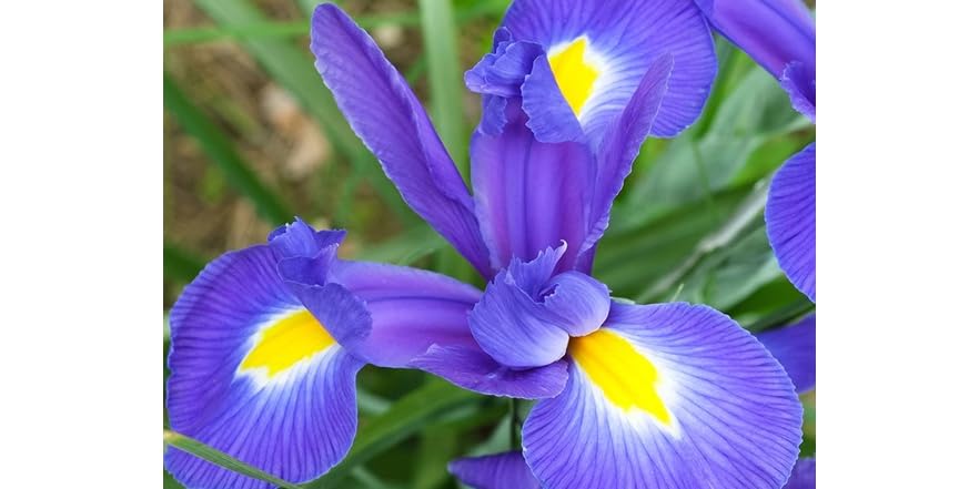Dutch Iris Mix Flower Bulbs