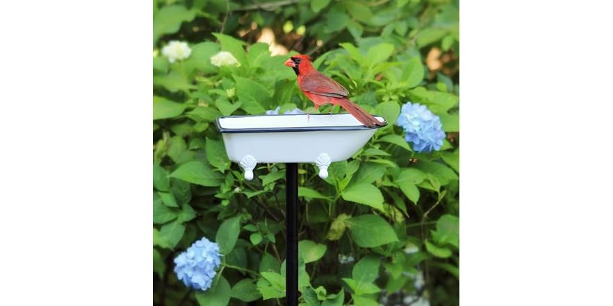 Splish-Splash Bird Bath: Your Choice