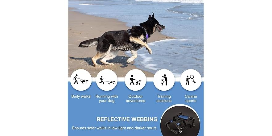 The Inquisitive Canine The North Star Dog Harness