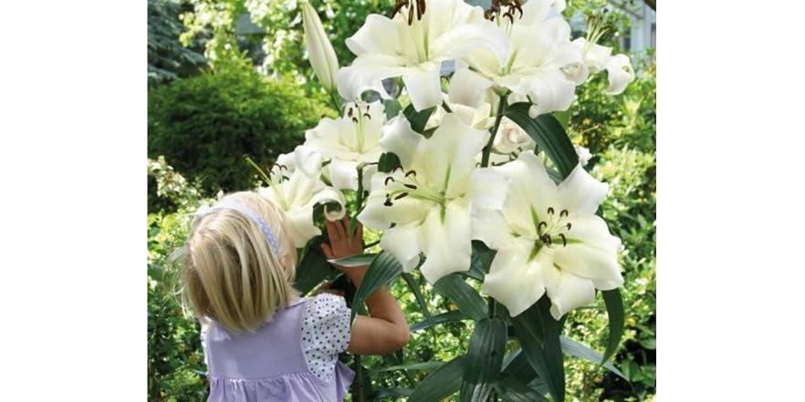 Giant Tree Lily Flower Bulbs