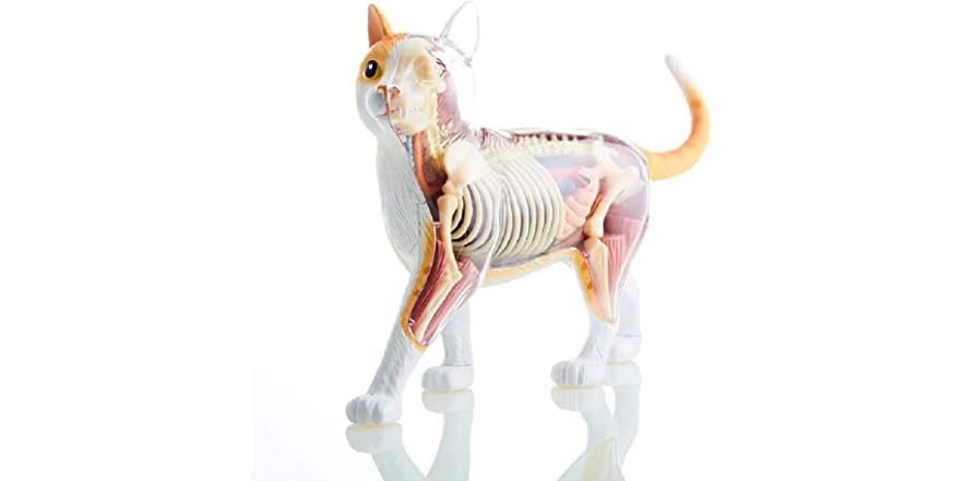 Orange Tabby Cat Skeleton Model Kit