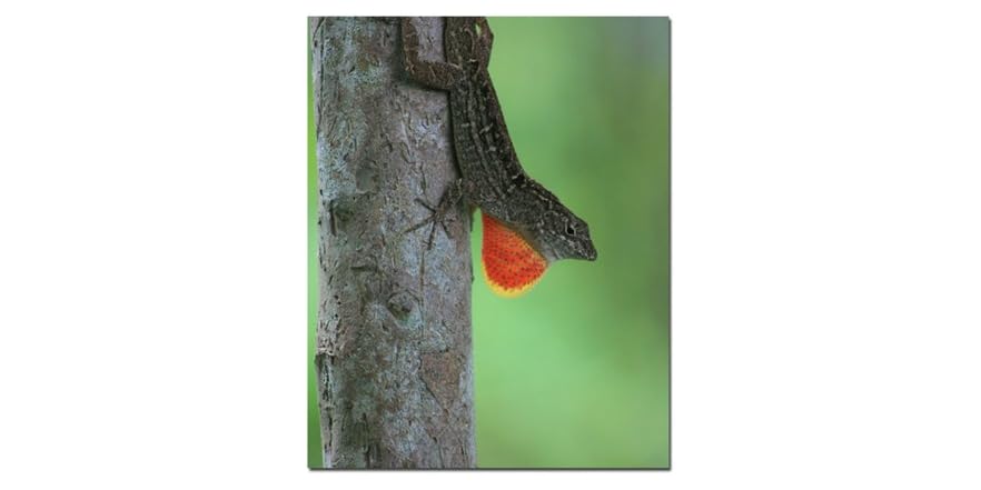 Patty Tuggle Lizard Dulap