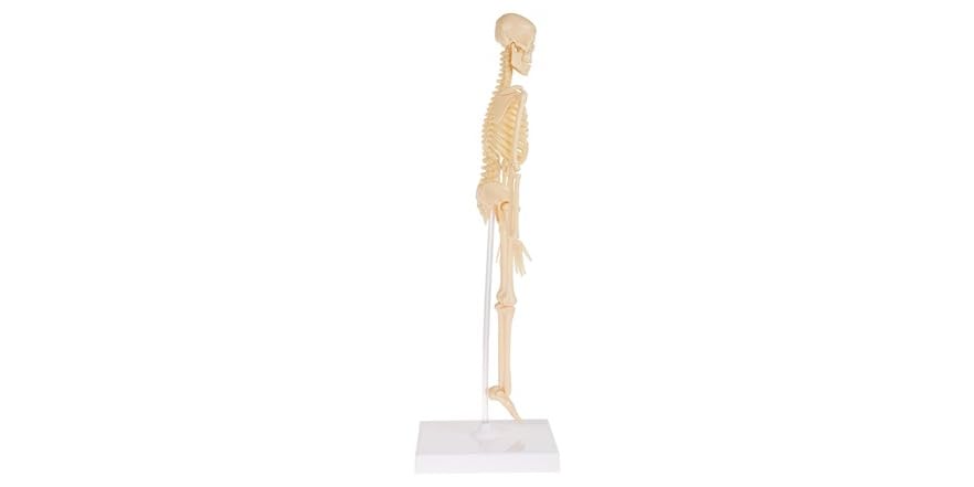 Human Skeleton Model Kit