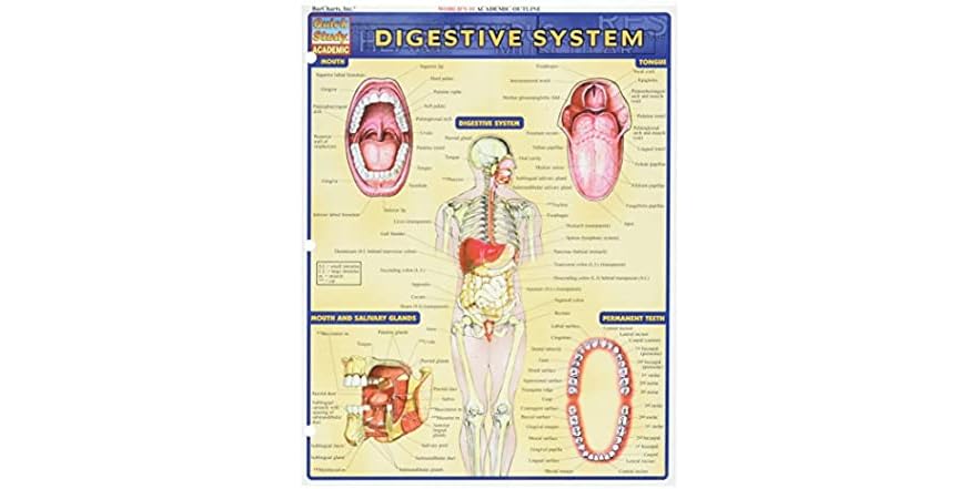 Digestive System Study Chart