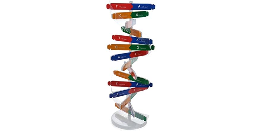 Double Helix Model