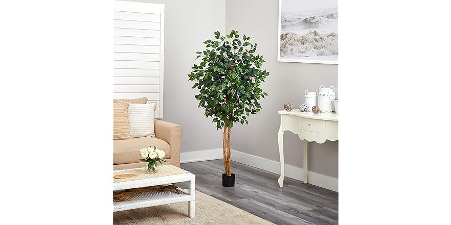5-ft Ficus Silk Tree