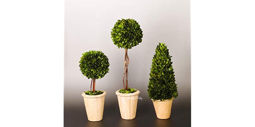 Boxwood Evergreen Globe Tree