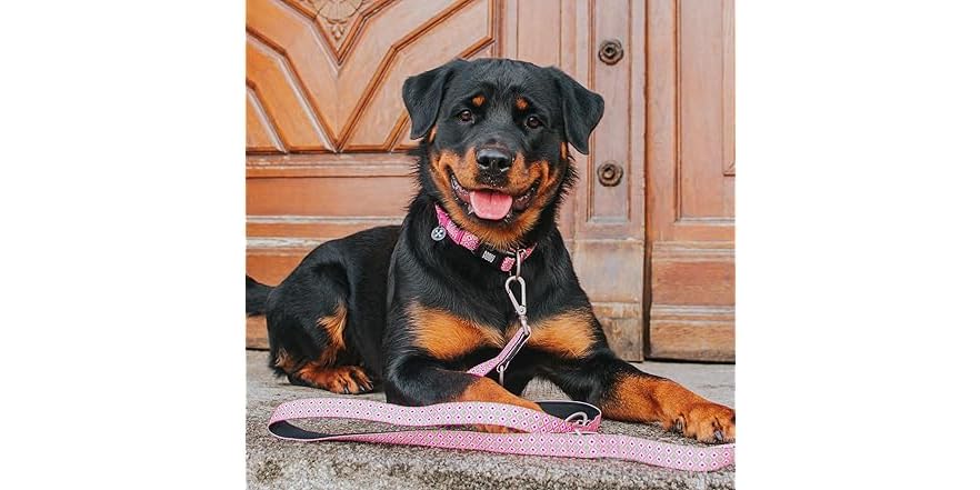 Max & Molly Classic 4 ft Dog Leash