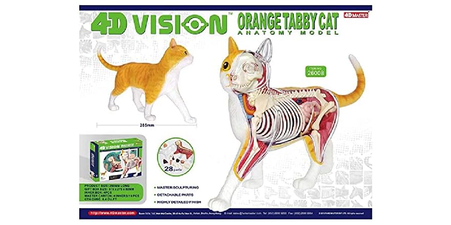 Orange Tabby Cat Skeleton Model Kit