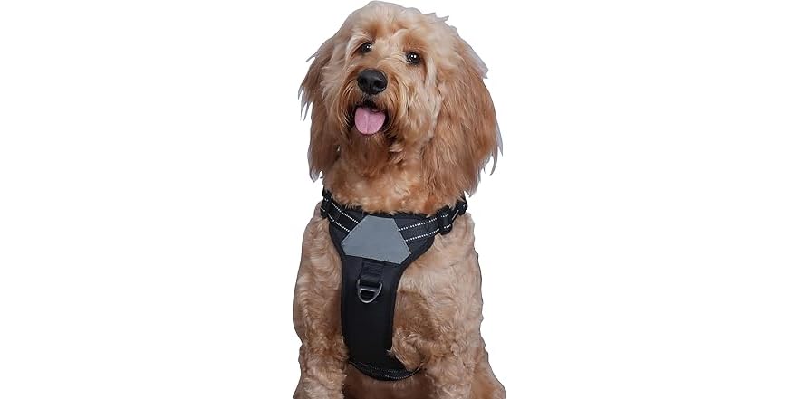 The Inquisitive Canine The North Star Dog Harness