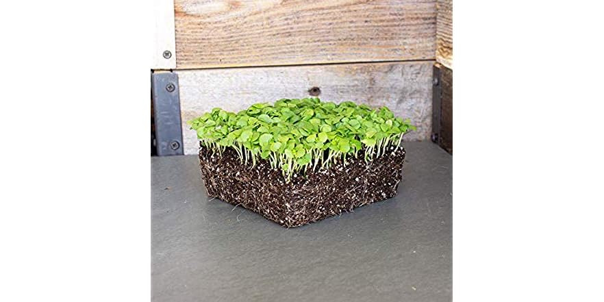 Genovese Basil Microgreens Seeds