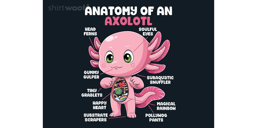 Axolotl Anatomy