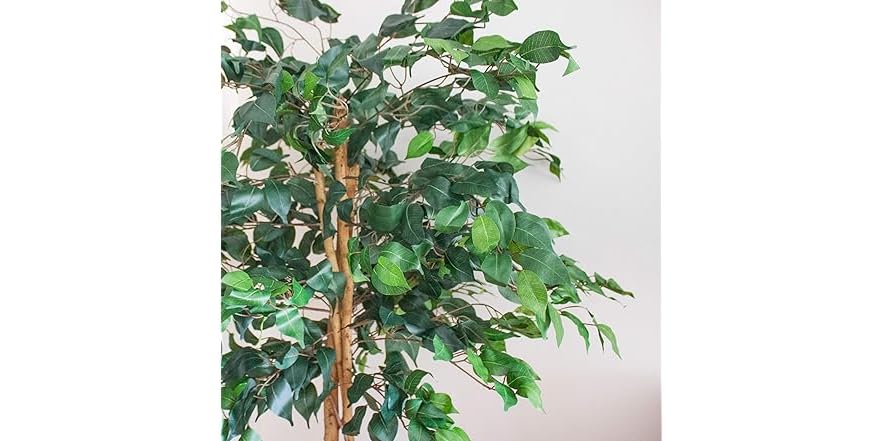 5-ft Ficus Silk Tree
