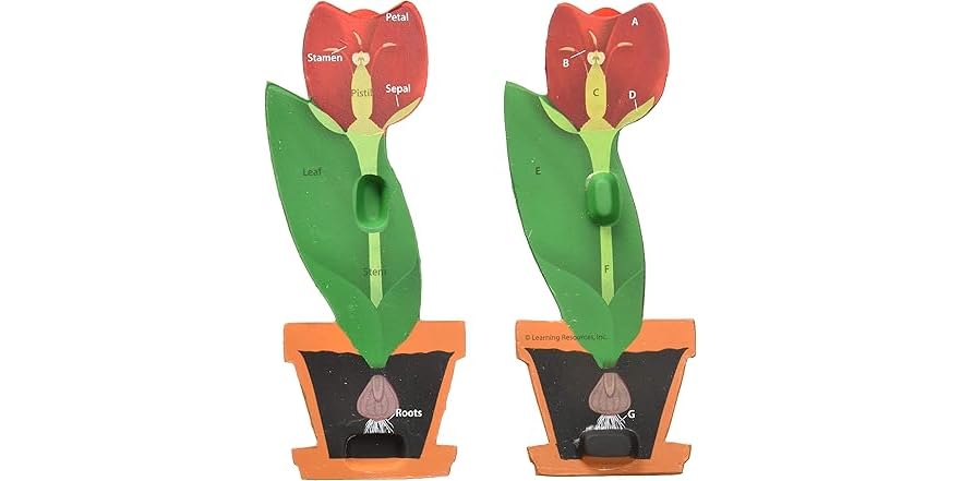Learning Resources Cross-Section Flower