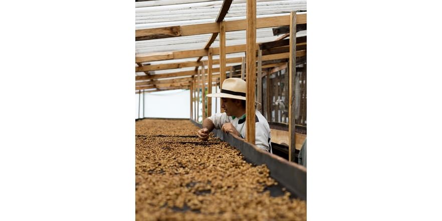 (3 Pack) Barista Alley Day Break Coffee Whole Bean