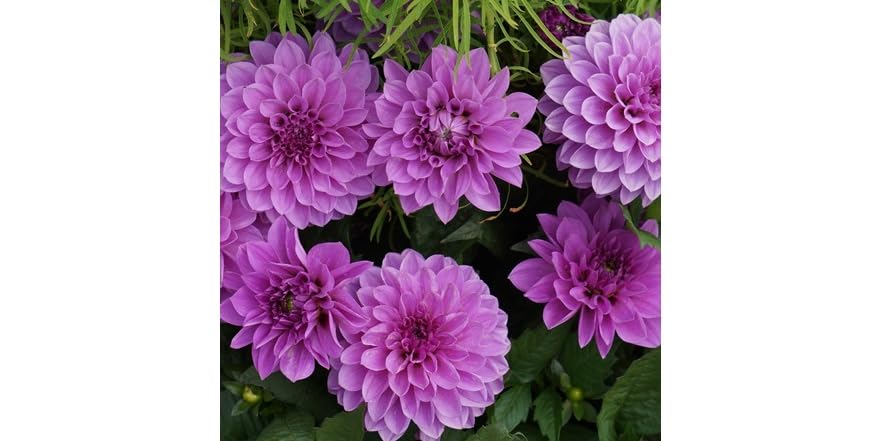 Lilac Dahlias, 7 Bulbs