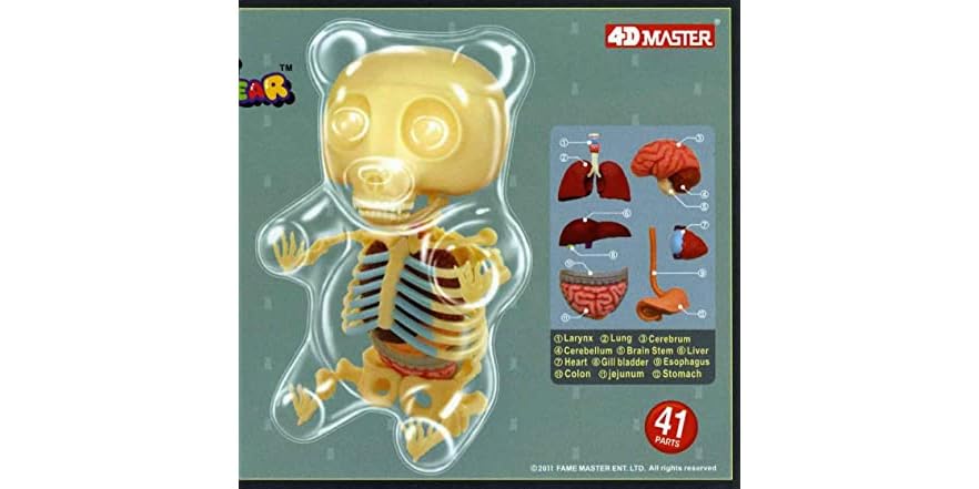 Gummi Bear Skeleton Anatomy Model Kit