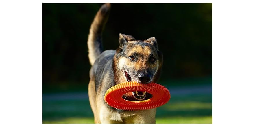 Chuckit! Rugged Flyer Dog Toy, Medium