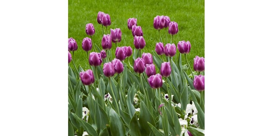 Blueberry Ripple Tulips (25 Bulbs)