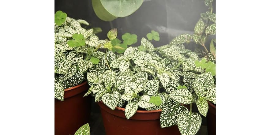 MiracleLED Full Spectum Wide Angle 150W