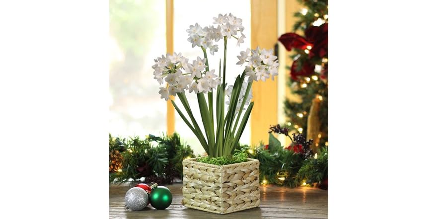 Holiday Paperwhite Flower Bulb Gift Basket