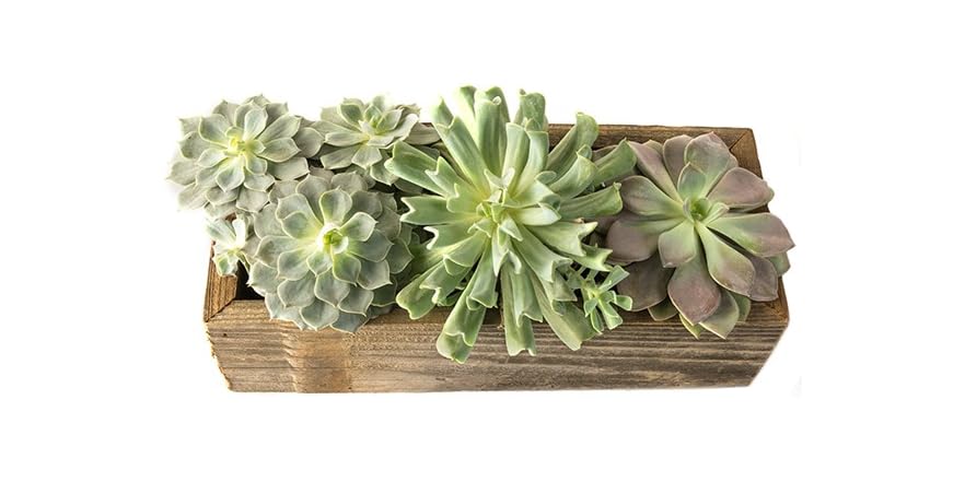 Succulent Trio in Trough