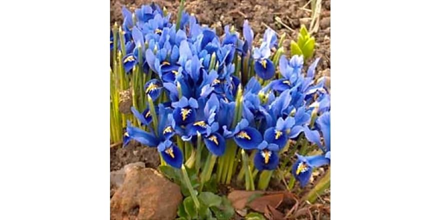 Rock Garden Collection (55-Bulbs)