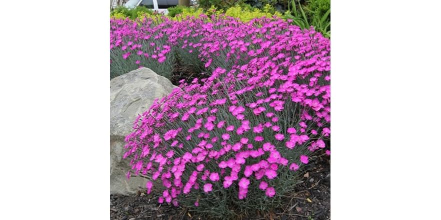 Roll Out Flower Seed Mats