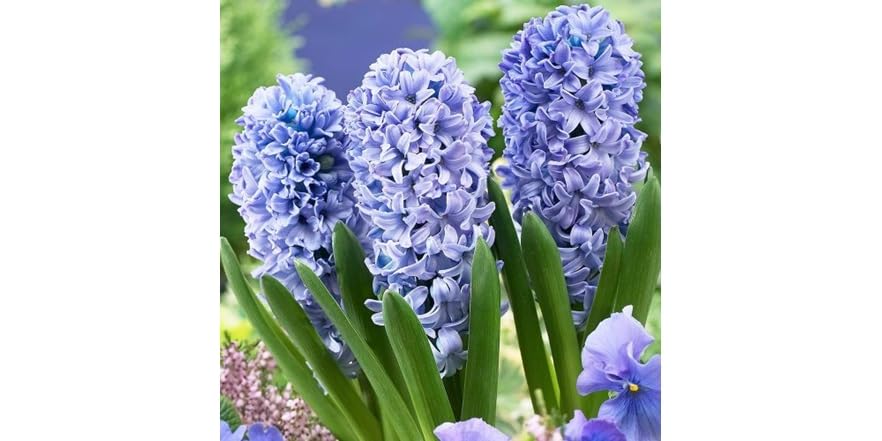 Blue Tango Double Hyacinths (12-Pack)