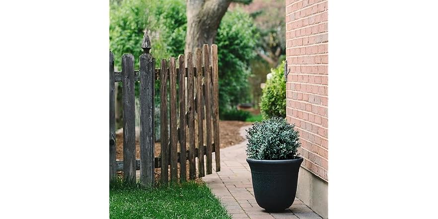 BOTARO TRESIL Set of 2 - Pre-Potted 24"