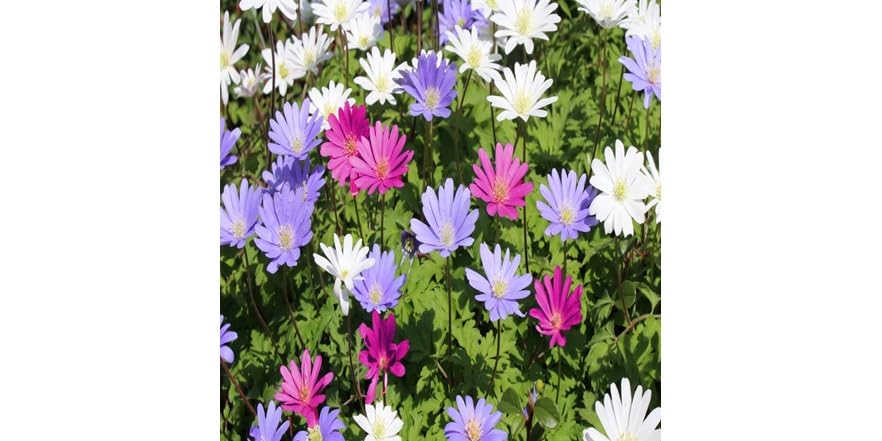 Mixed Anemone Blanda Bulbs