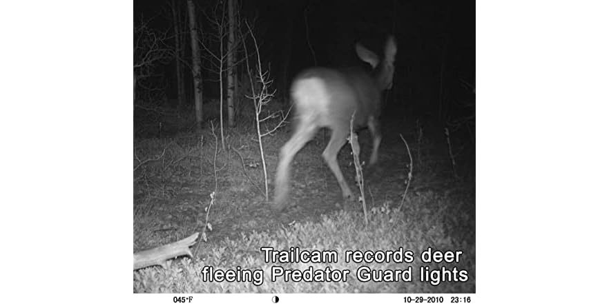 Predator Deterrent Light