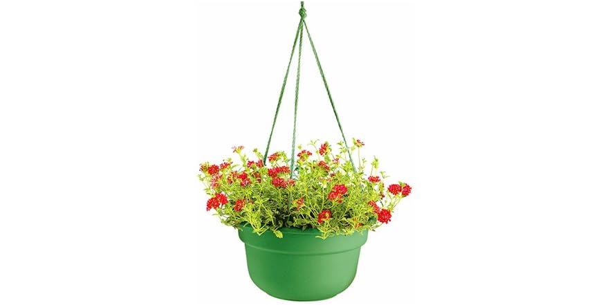Hanging Basket, 10-Inch, Living Green