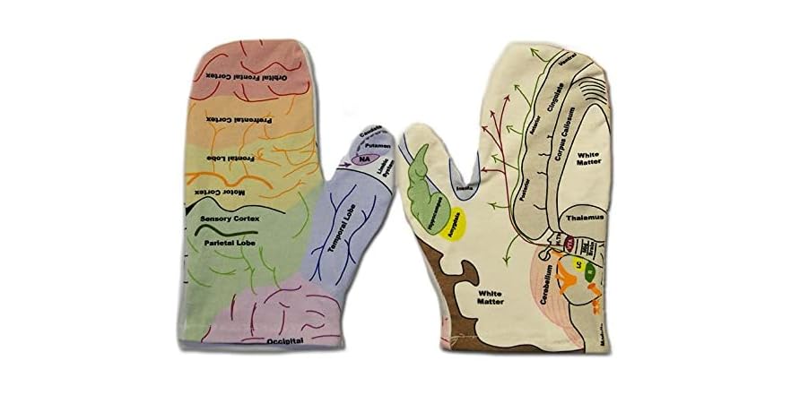 Handy Brain Model B-1.2 (Adult Medium)