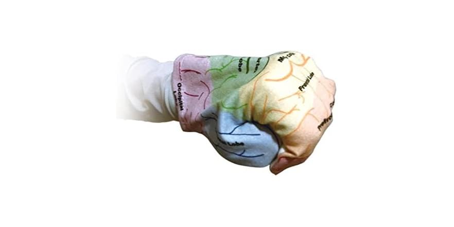 Handy Brain Model B-1.2 (Adult Medium)