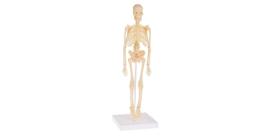 Human Skeleton Model Kit