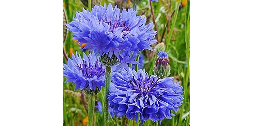 Tall Blue Centaurea cyanus (1 lb) 90,000 Seeds