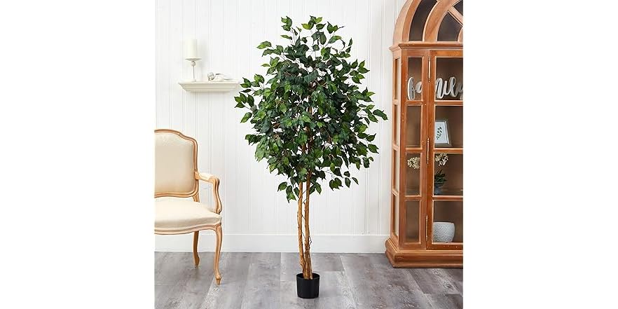 5-ft Ficus Silk Tree
