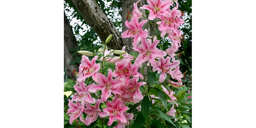 Giant Stargazer Lily - 12 Bulbs