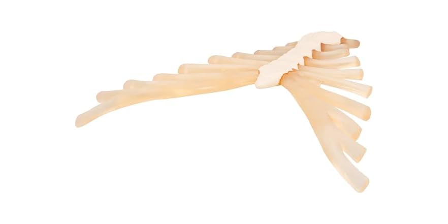3B Scientific A69 Sternum with Rib Cart
