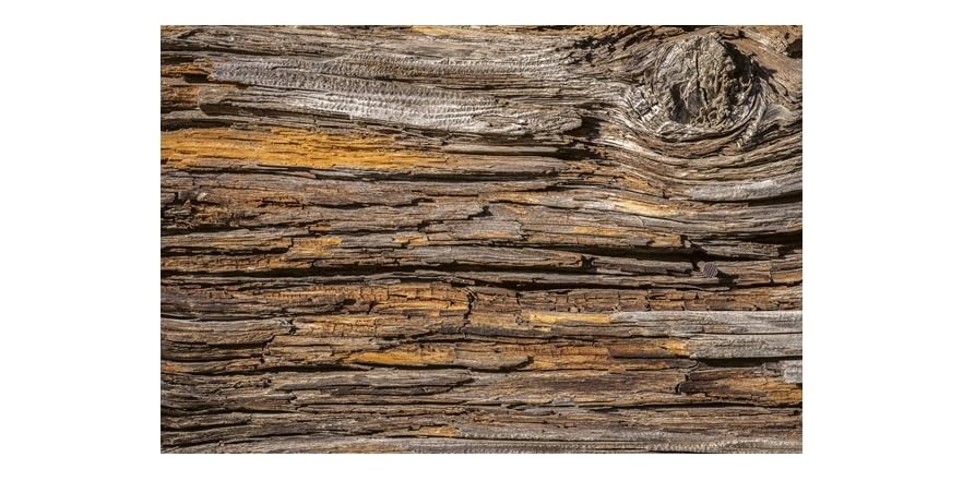 Tree Bark Wall Mural