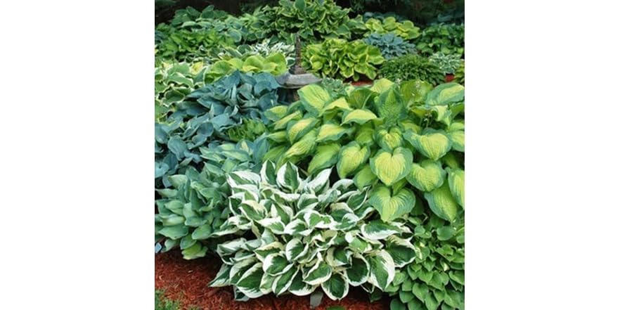 Hosta Perennial Mixed Plants