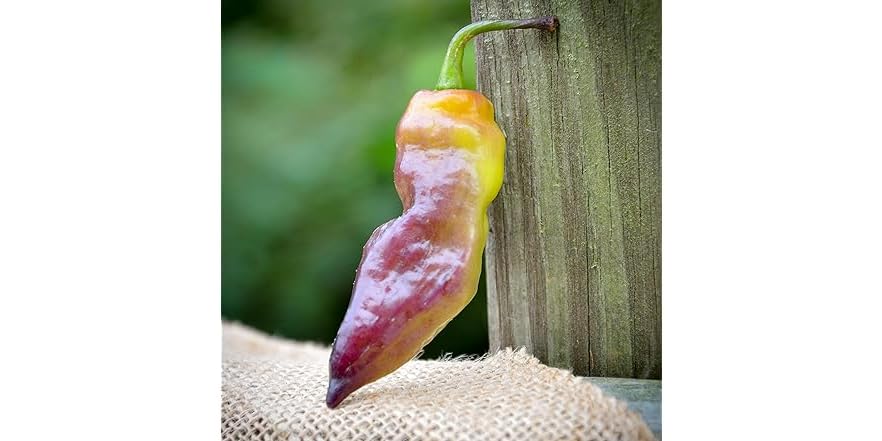 Yaki Blue Purple Ghost Pepper Hot Pepper