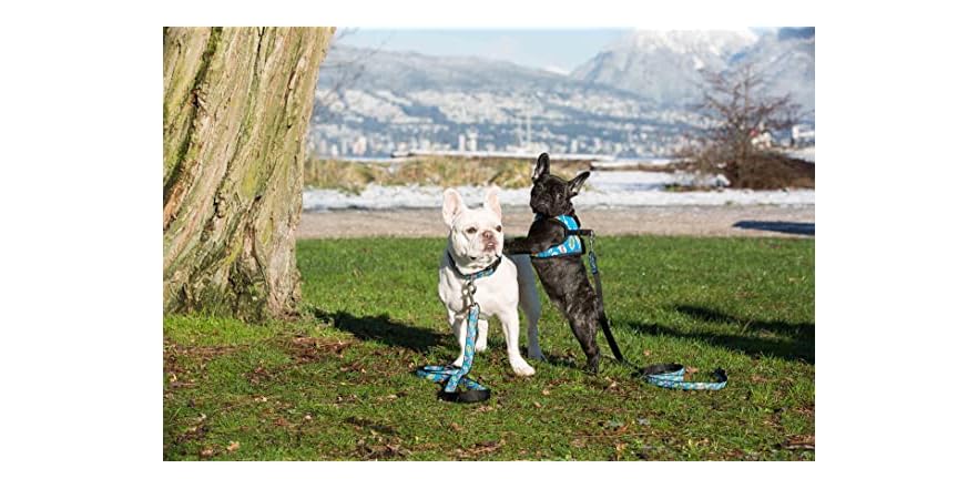 RC Pets 5/8 Inch Adjustable Dog Clip Collar