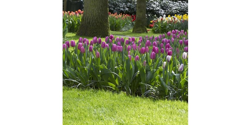 Blueberry Ripple Tulips (25 Bulbs)
