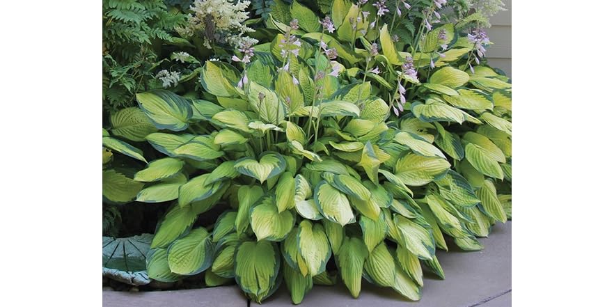 Hosta Perennial Mixed Bare Root Plants